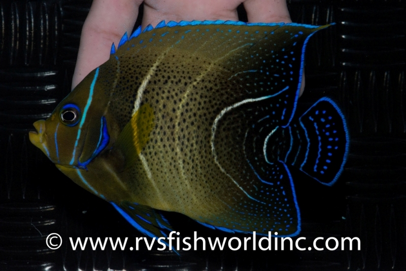RVS Fishworld Inc.