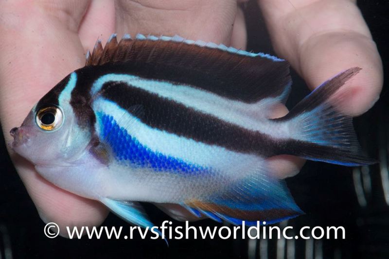 RVS Fishworld Inc.