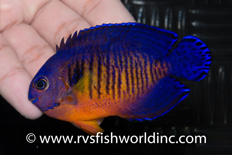 RVS Fishworld Inc.