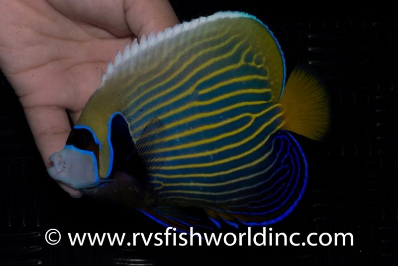 RVS Fishworld Inc.