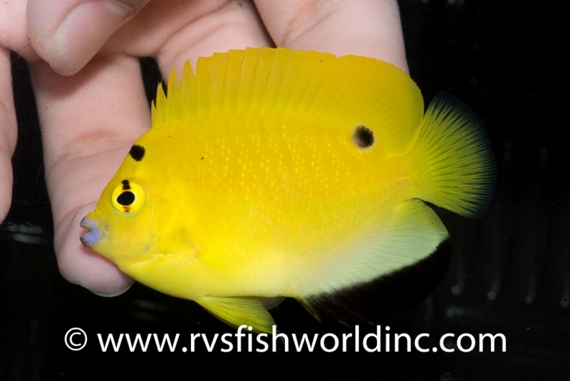 RVS Fishworld Inc.
