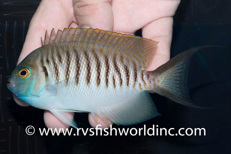 RVS Fishworld Inc.