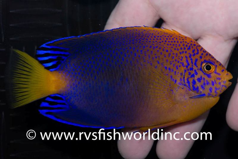 RVS Fishworld Inc.
