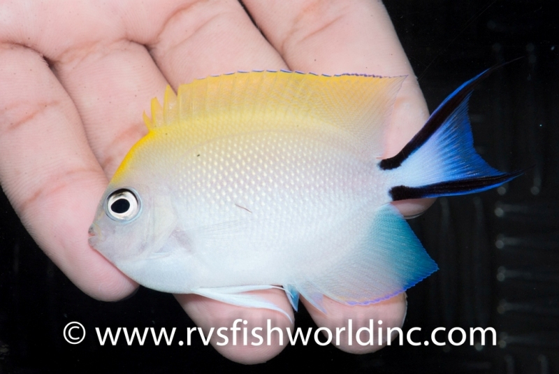 RVS Fishworld Inc.