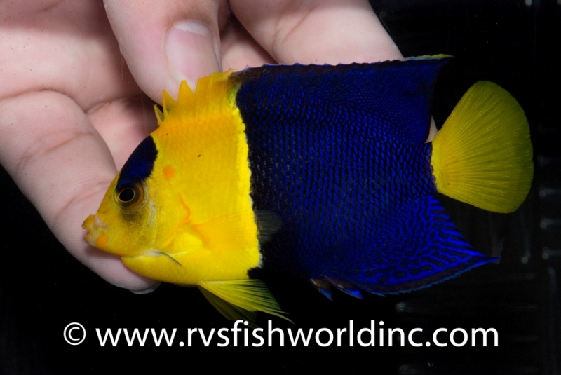 RVS Fishworld Inc.