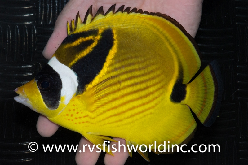 RVS Fishworld Inc.