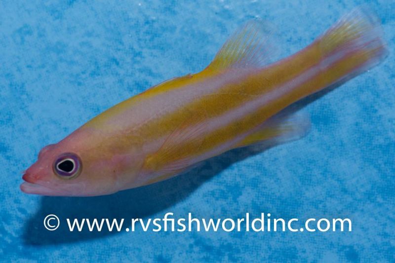 RVS Fishworld Inc.