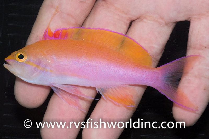 RVS Fishworld Inc.