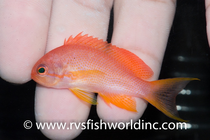 RVS Fishworld Inc.