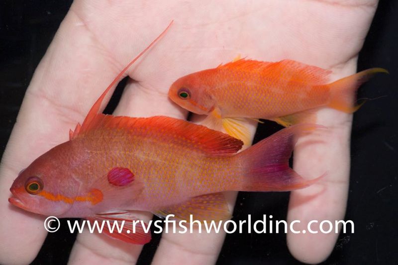 RVS Fishworld Inc.