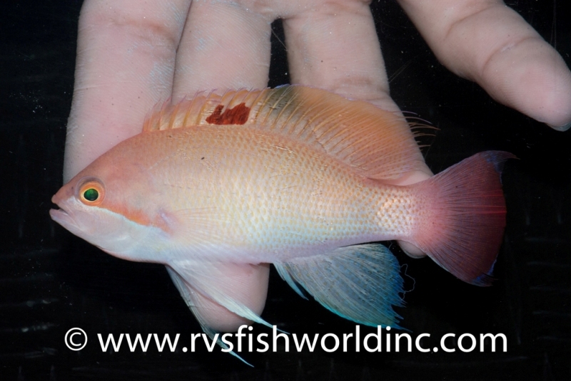 RVS Fishworld Inc.